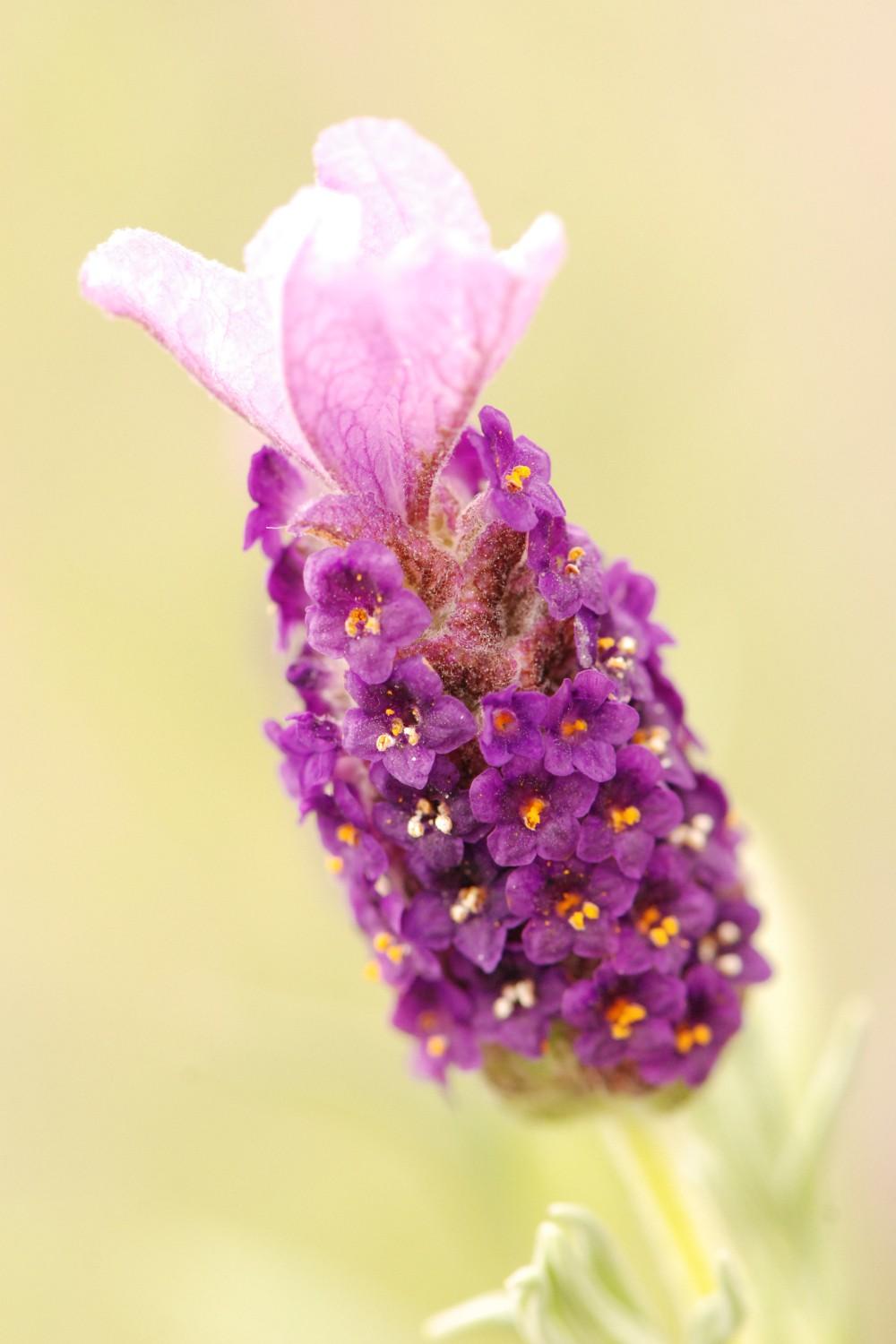 Liste de 9 fleurs rouges pour le jardin – Jardiner Malin