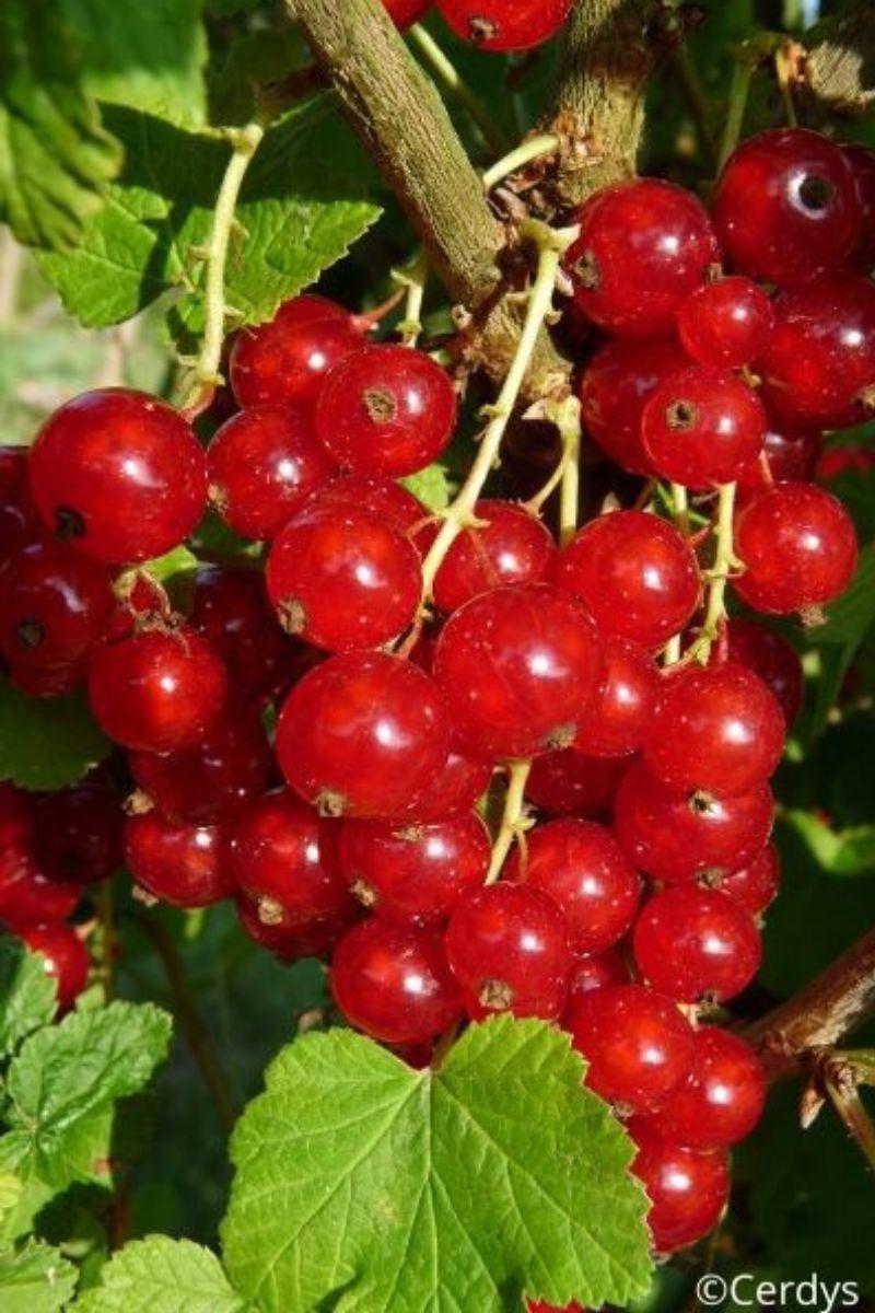 Groseillier à fleur : plantation, taille et conseils d'entretien