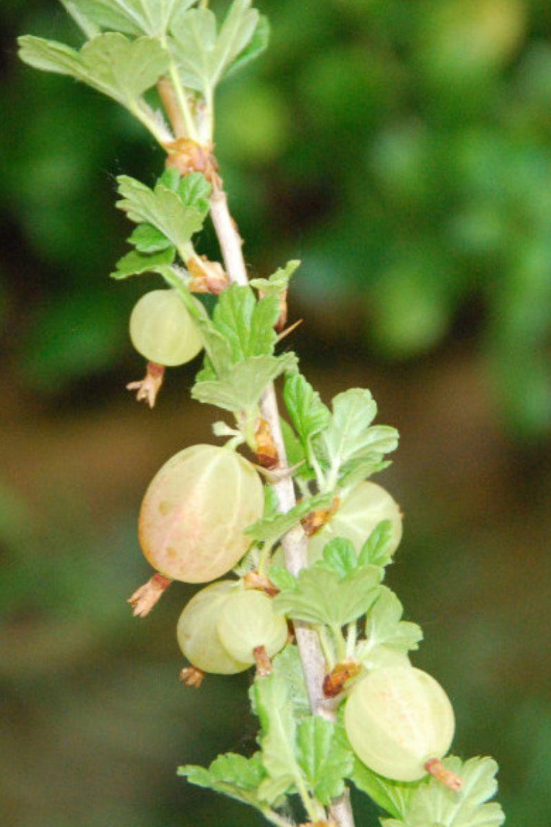 Groseillier à maquereau : Plantation, Entretien et Récolte