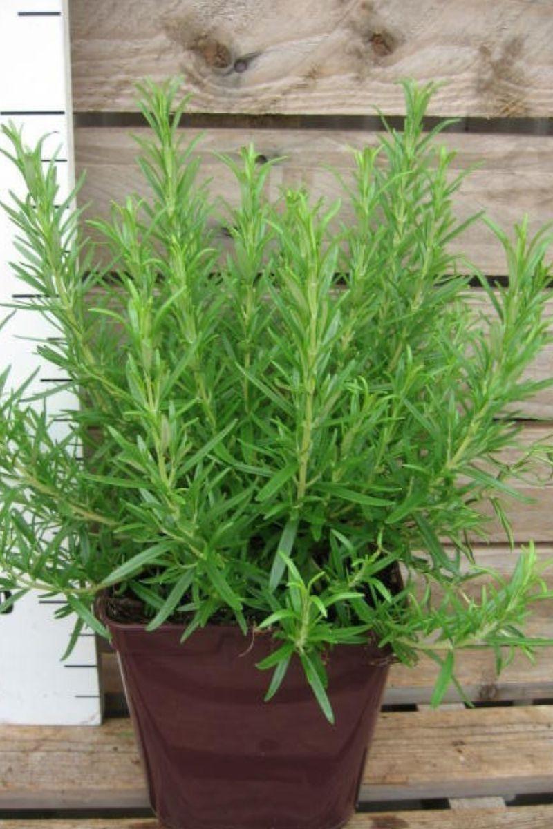 Câprier : culture et récolte des câpres