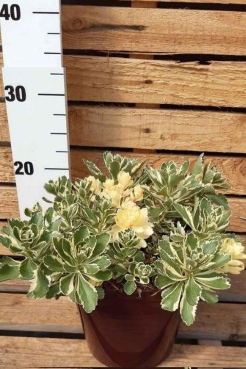 Orpin : plantation, multiplication, entretien et floraison