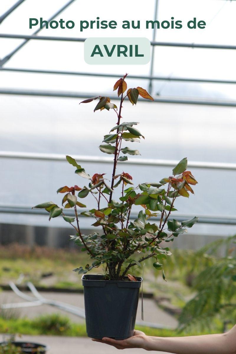 Fleurs orange : liste de 9 fleurs incontournables pour le jardin