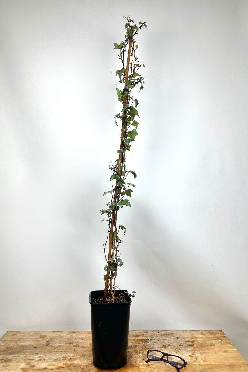 Lierre : conseils d'entretien d'une plante parfois envahissante