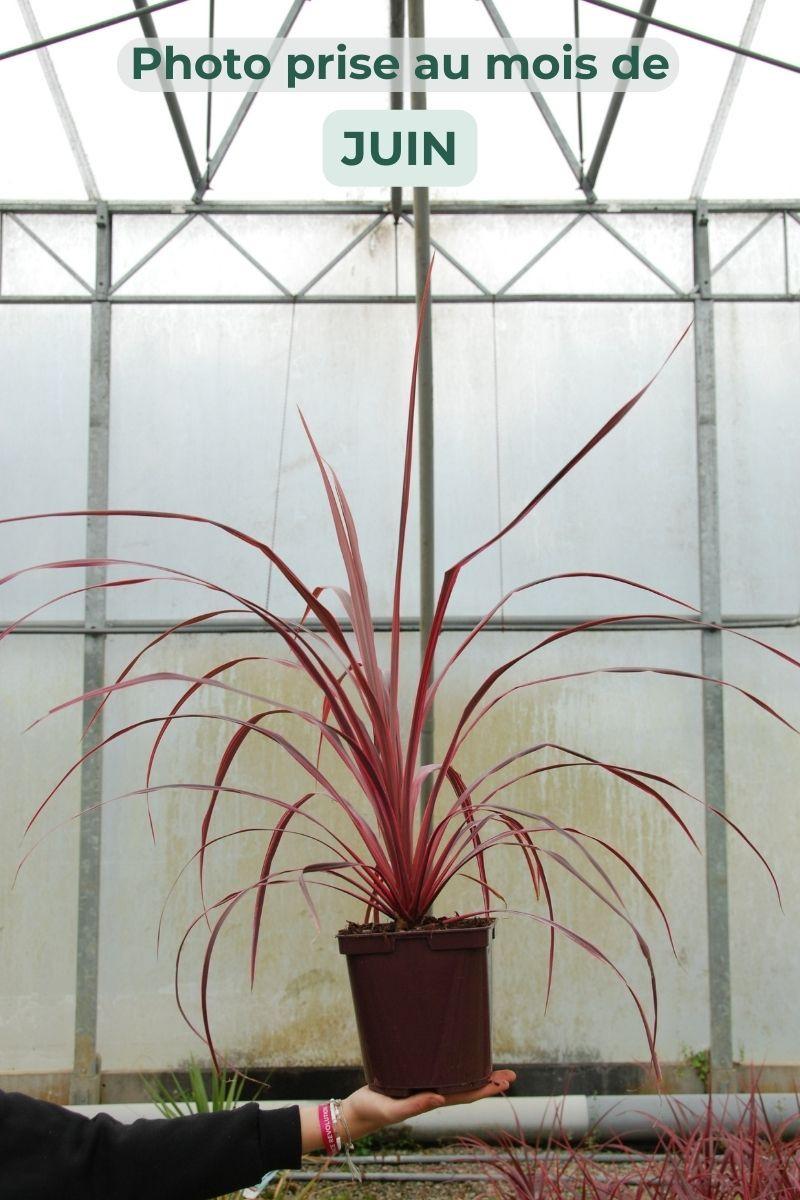 Cordyline : plantation, culture et conseils d'entretien