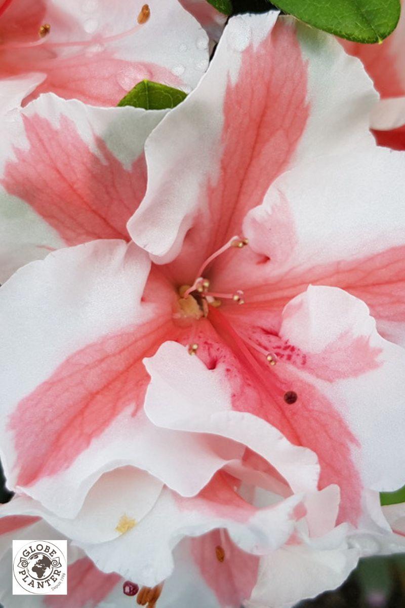 Azalée en pot : Culture et Entretien