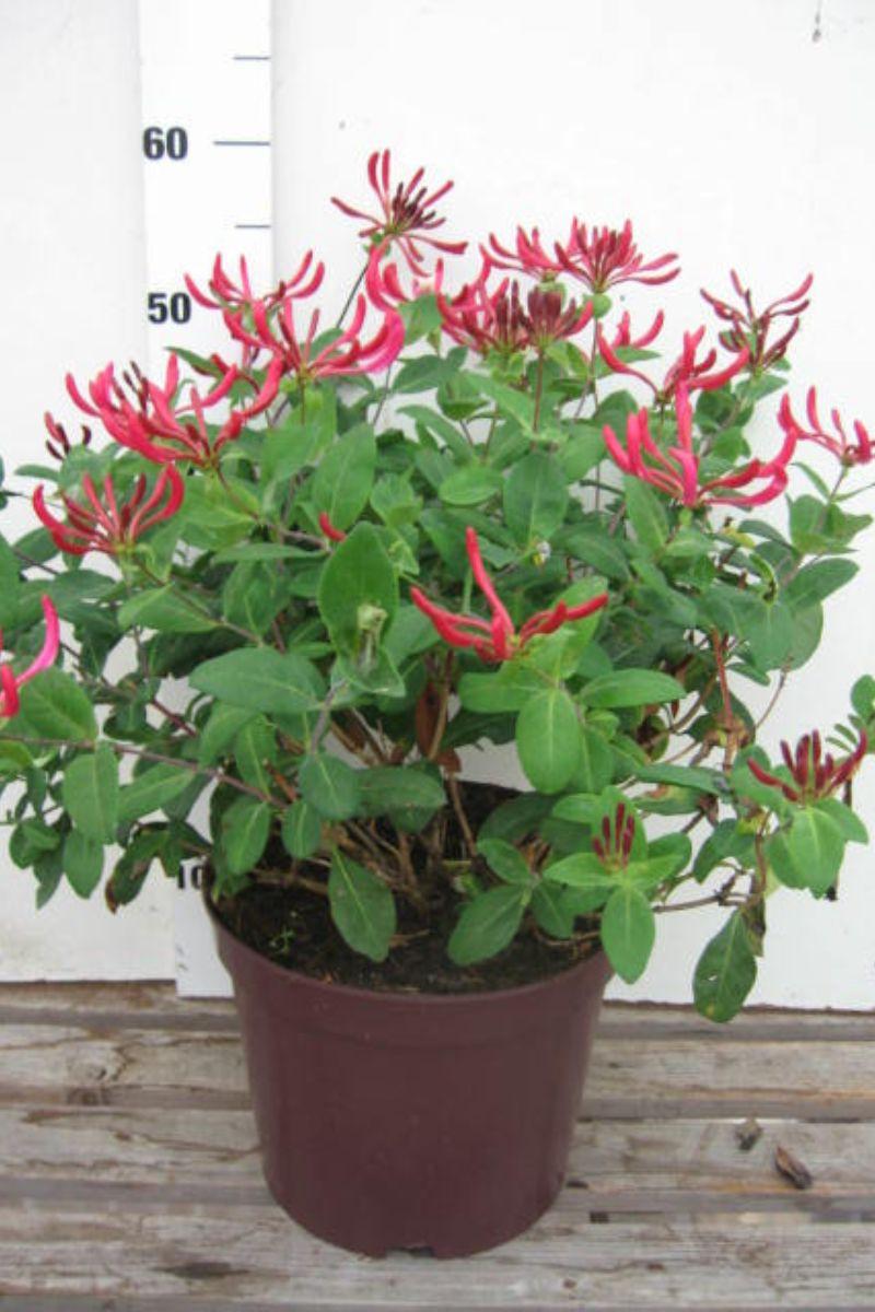 Chèvrefeuille : plantation, entretien et floraison