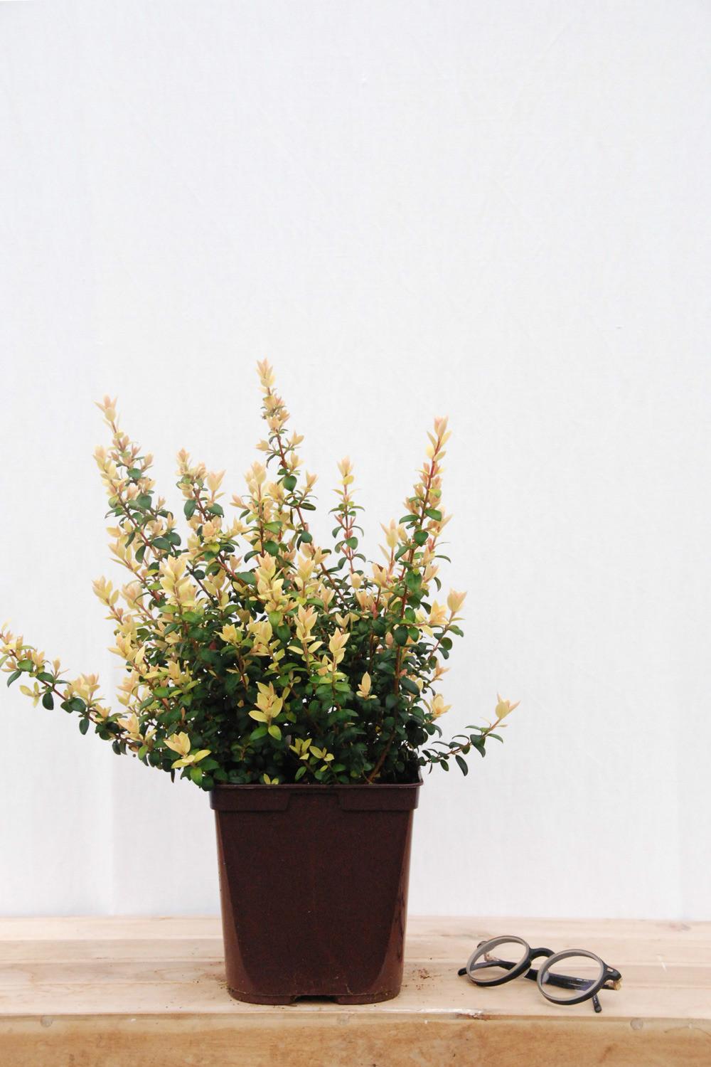 Feijoa - Goyavier du Brésil : plantation, entretien, récolte