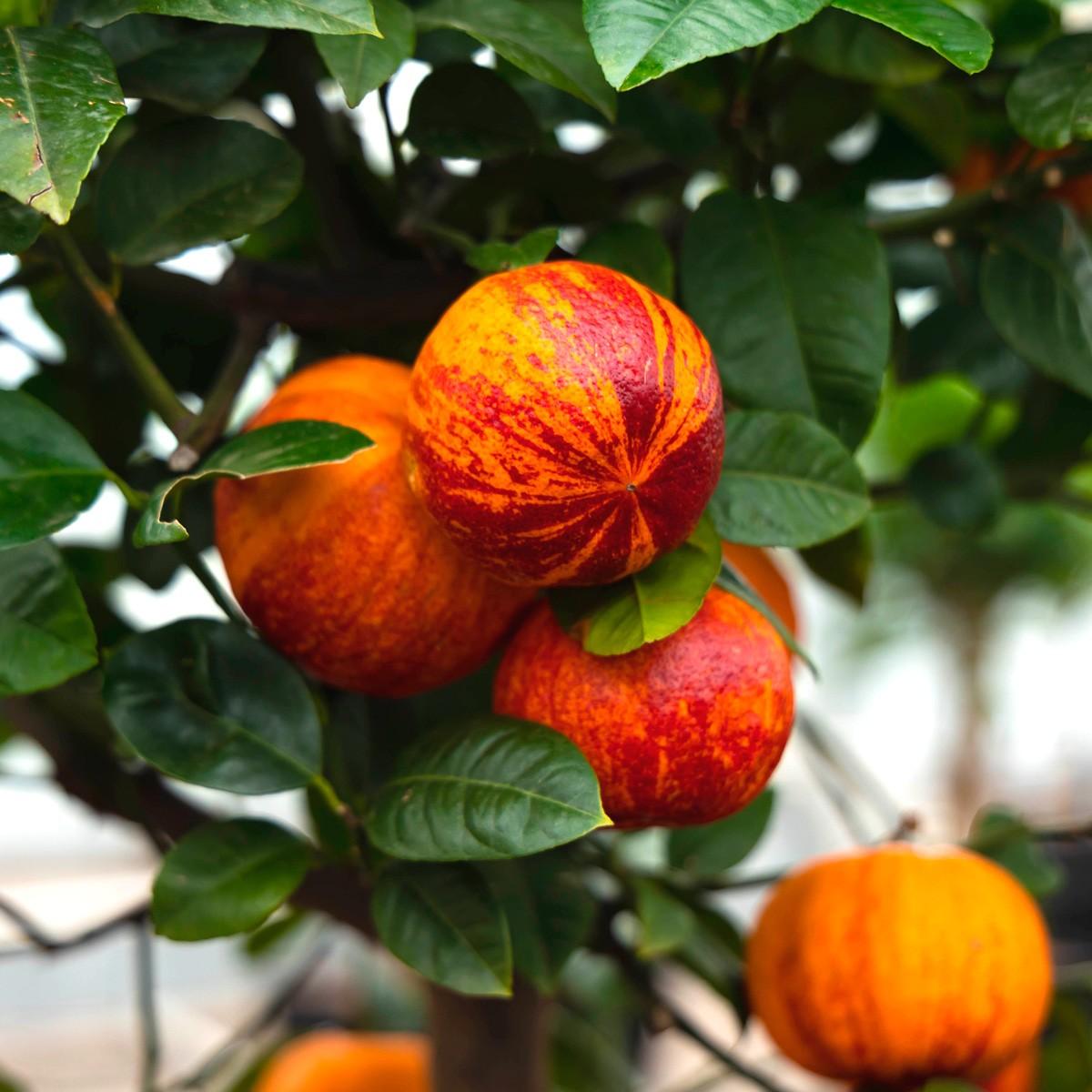 Oranger : culture, entretien et récolte