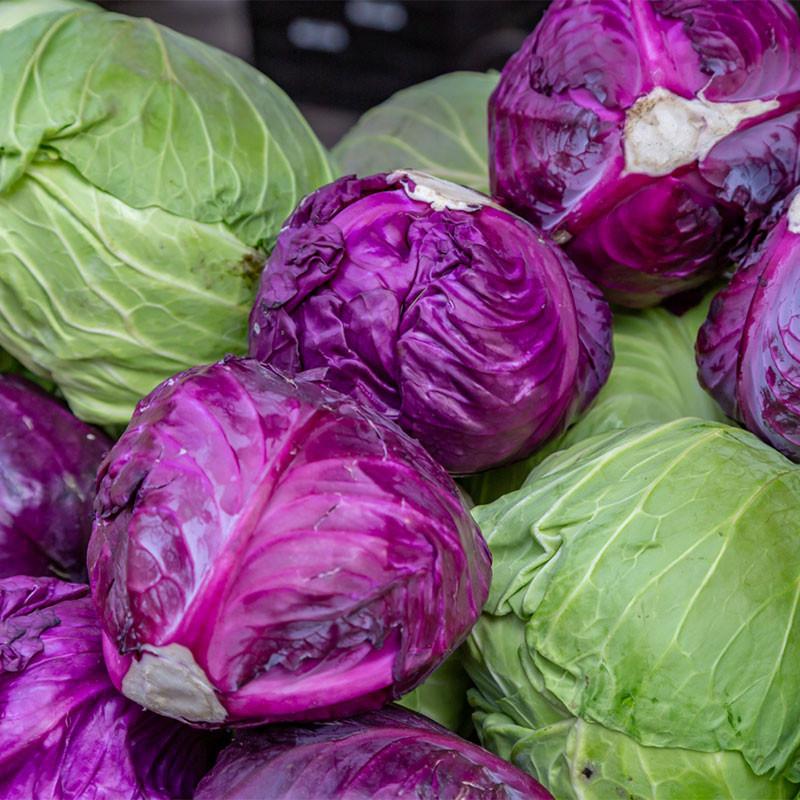 Les différents choux : variétés, différences et utilisation en cuisine