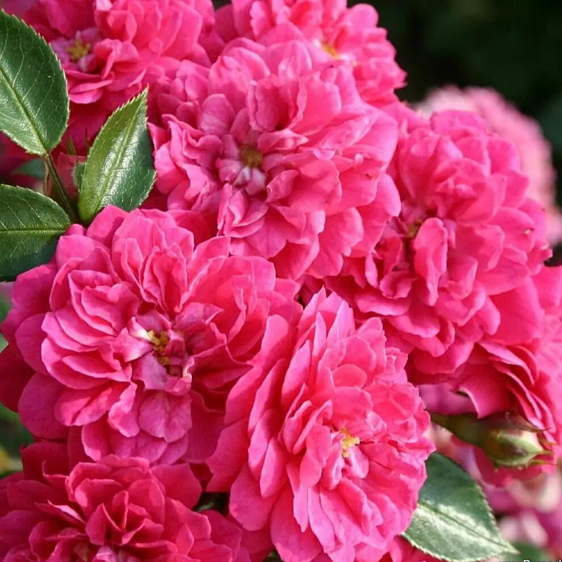 Rosier en pot : culture, floraison et entretien