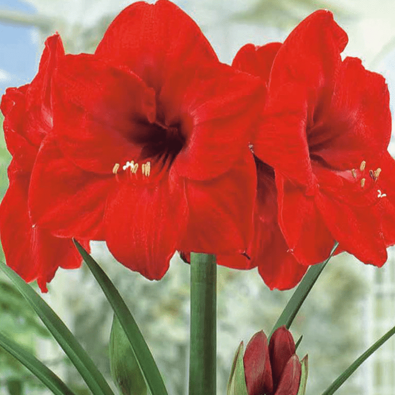 Amaryllis : culture, floraison et entretien